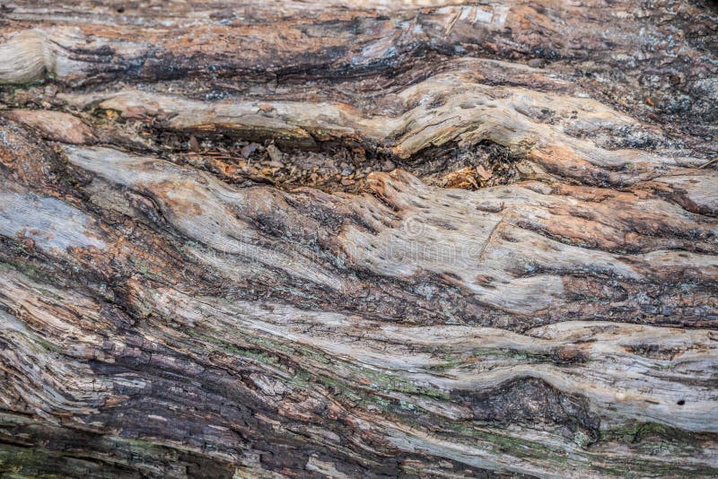 Weathered Log Background and Textures Closeup Stock Image - Image of ...