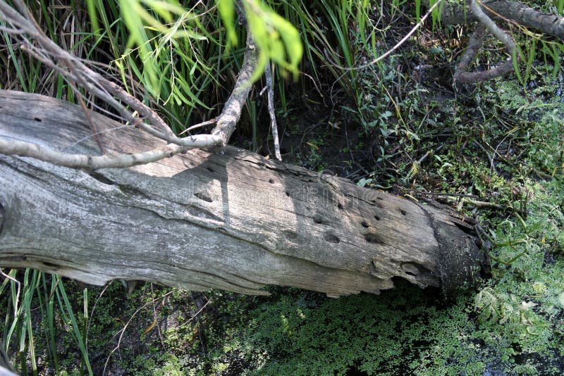 214 Submerged Log Photos - Free & Royalty-Free Stock Photos from Dreamstime