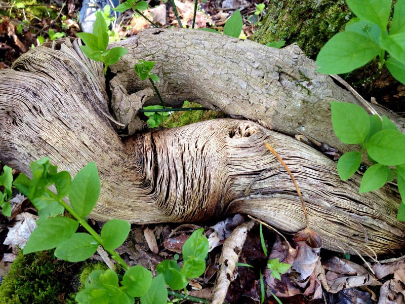 Weathered Logs stock image. Image of brown, nature, ancient - 51053791