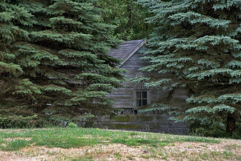 Rustic shack in pine trees stock image. Image of pine - 98659109