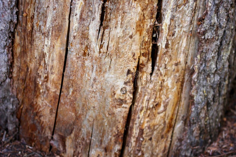Weathered Old Cracked Tree Trunk Macro Stock Photo - Image of texture ...