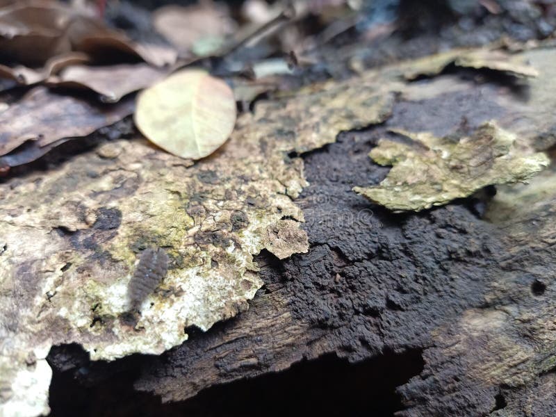 Weathered Old Tree Skin at the Forest Stock Image - Image of autumn ...