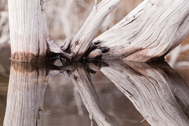 Weathered Old Trees Mirrored on Calm Water Surface Stock Image - Image ...