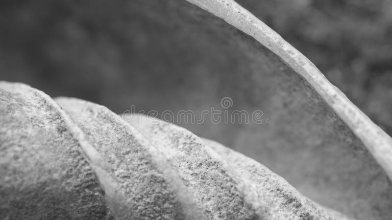 Weathered Pacific Spiral Sea Shell Editorial Stock Image - Image of ...