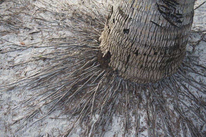 Weathered Palm Tree with Roots Stock Image - Image of tropical, nature ...