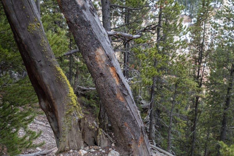 Weathered Pine Trees Leaning Together in Dense, Lush Forest with Moss ...