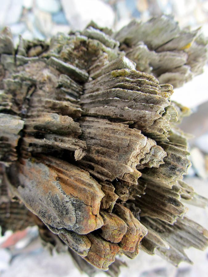 Old Weathered Jetty Posts Standing in Row on Beach Casting Shadow on ...