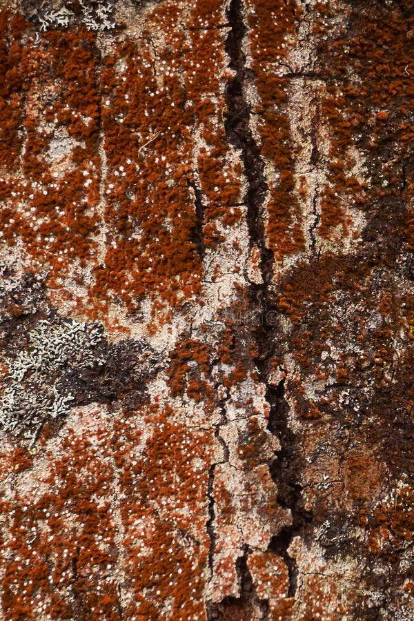 Natural Textures in New Zealand Stock Image - Image of dirty, brown ...