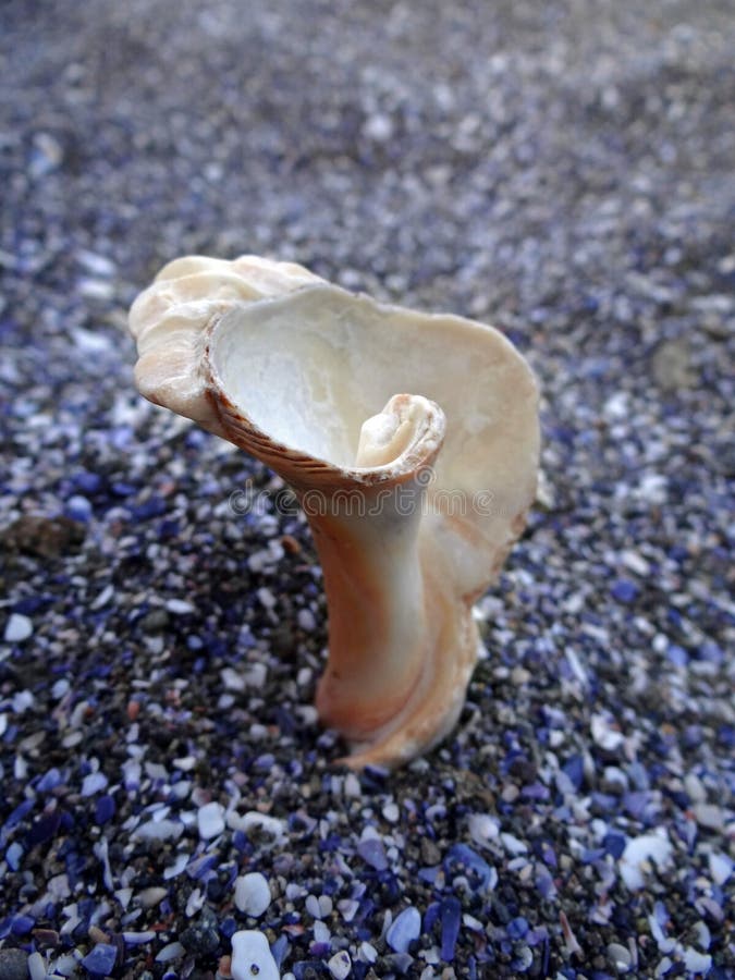 Sea object desoration stock photo. Image of mollusk - 127915348