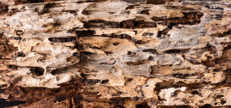 Weathered Rotten Tree Trunk, Abstract Background Stock Photo - Image of ...