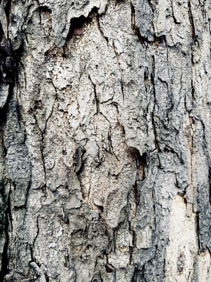 Weathered Rustic Tree Bark Texture Close-Up Image Stock Image - Image of texture, leaf: 389545041
