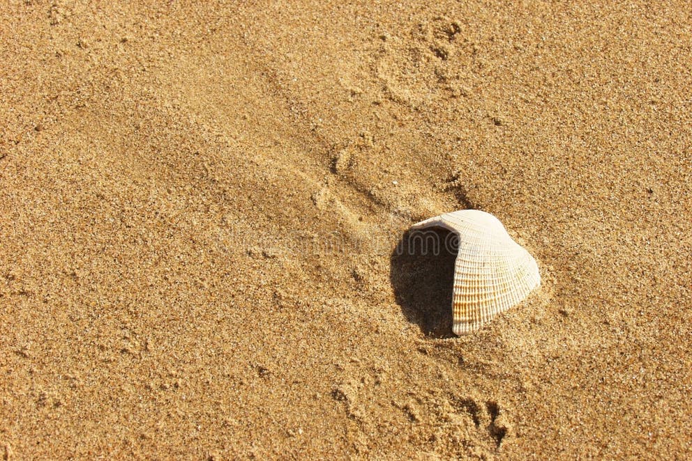 Weathered seashell in sand stock image. Image of afternoon - 526907