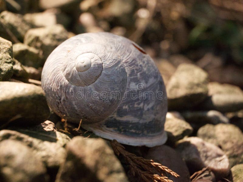 Weathered Snail Shell stock photo. Image of changed - 197164876