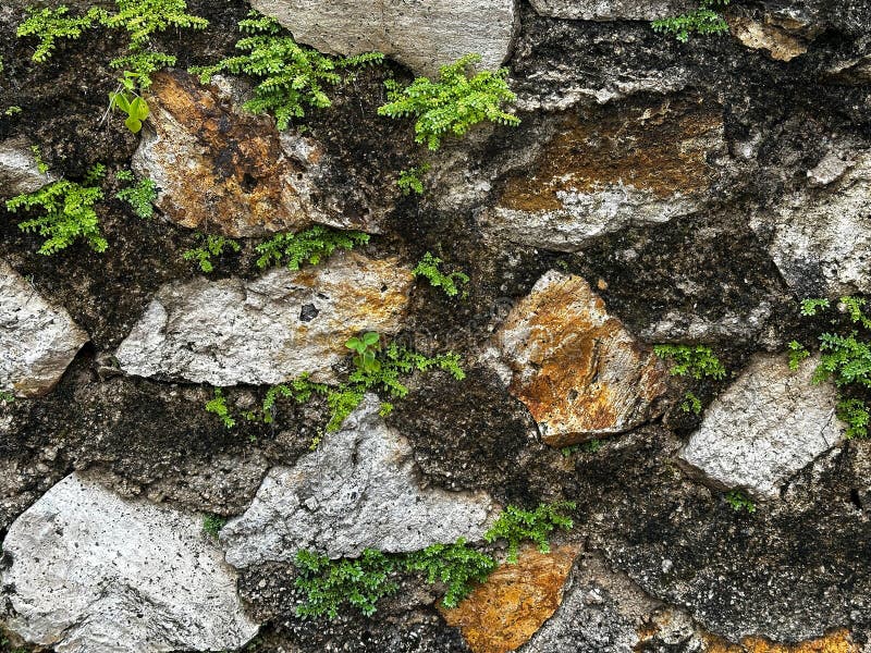 Weathered Stone Wall Texture with Moss and Vibrant Green Growth in ...