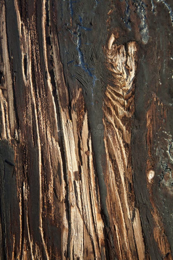 Weathered Telephone Pole stock photo. Image of vertical - 15229744