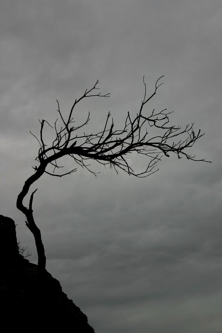 1,638 Perseverance Tree Stock Photos - Free & Royalty-Free Stock Photos ...