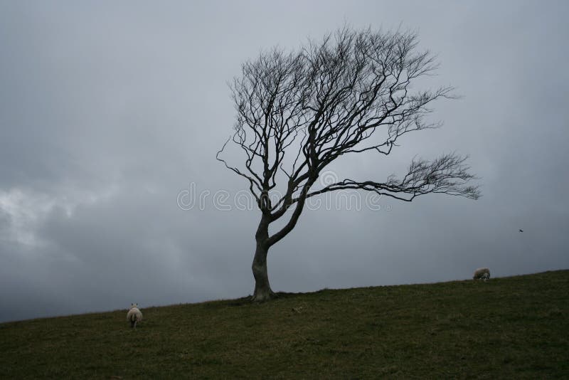 Weathered Tree and Ferns stock photo. Image of wilderness - 167482350