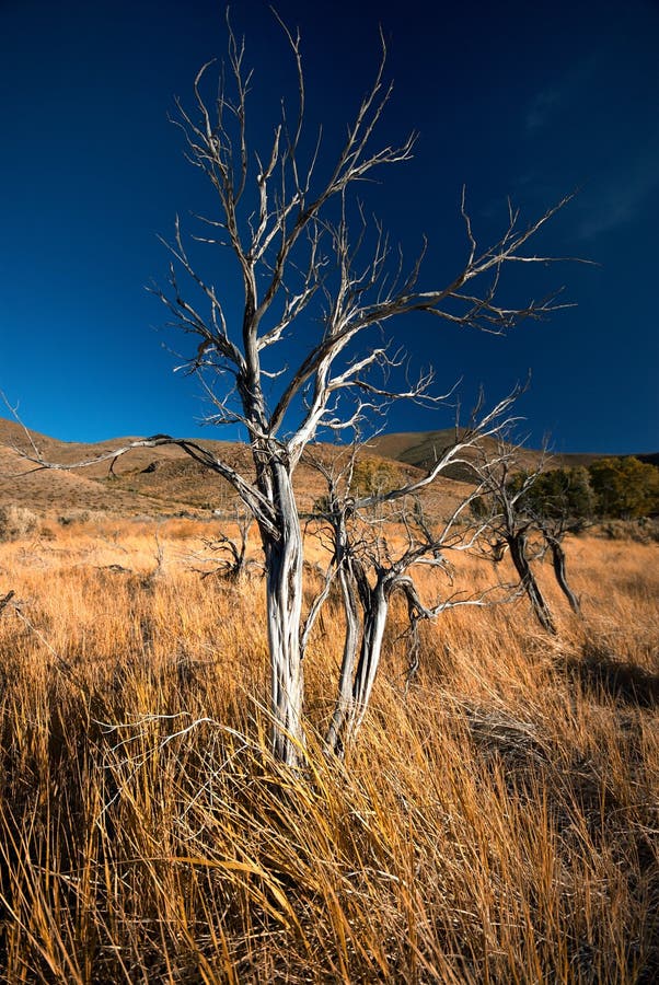 Weathered Tree Picture. Image: 7919066