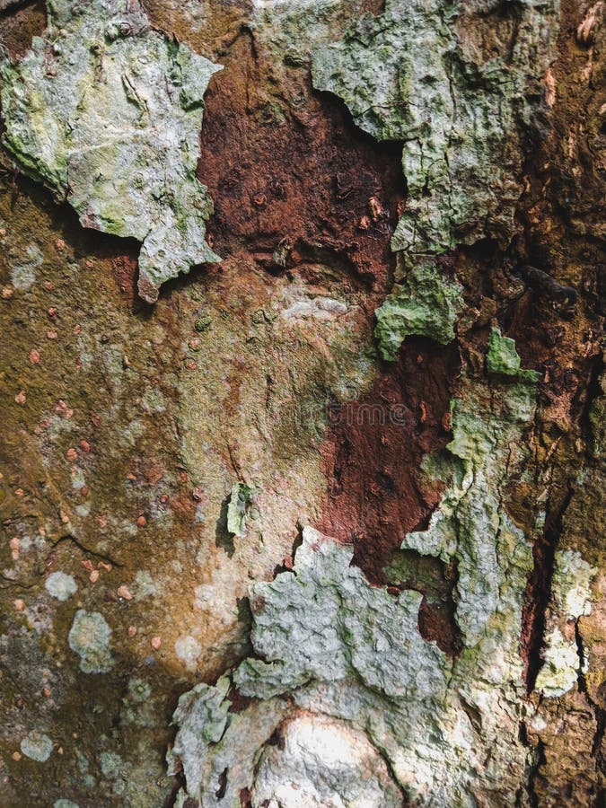 Weathered Tree Bark with Moss and Lichen Textures in Natural Light Stock Image - Image of ...