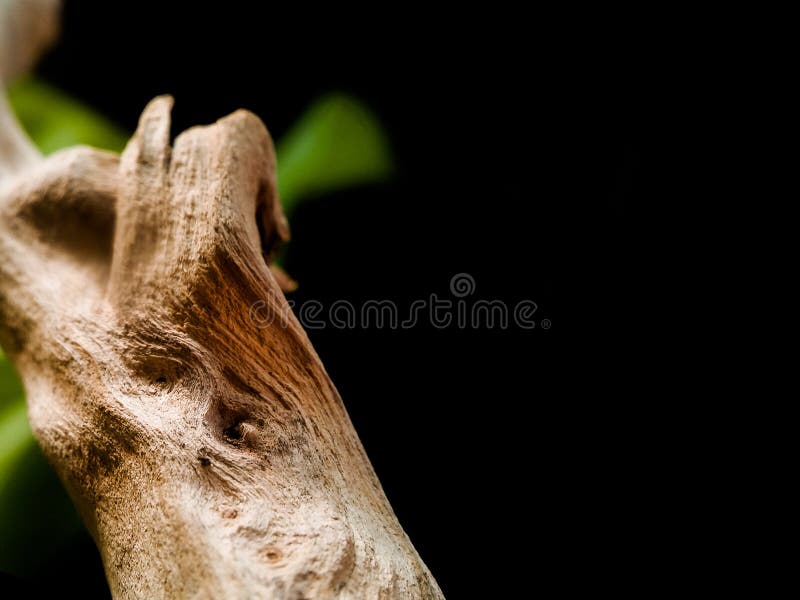 A Weathered Tree Branch with a Textured Surface Stock Image - Image of ...