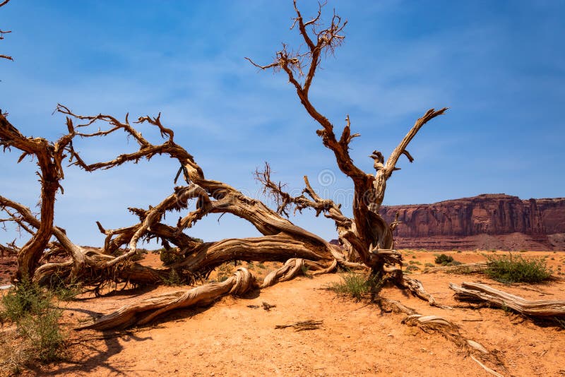 Weathered tree in a desert 库存照片. 图片 包括有 当地, 干燥, 贫瘠, 沙漠 - 166022616