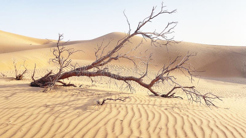 Weathered Tree Fallen in the Middle of a Desert Stock Photo - Image of ...