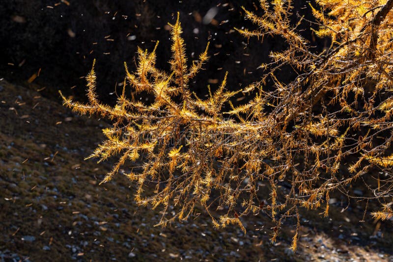 Weathered Tree in the Forest Under the Sunlight in Autumn Stock Photo ...