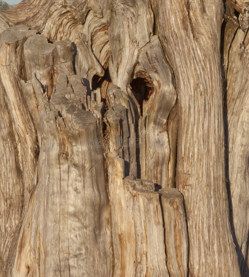 Weathered Tree, Manassas National Battlefield, VA Stock Image - Image ...
