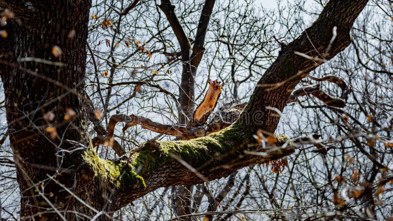 A Weathered Tree with a Mossy Limb and a Broken Branch Stands Against a ...