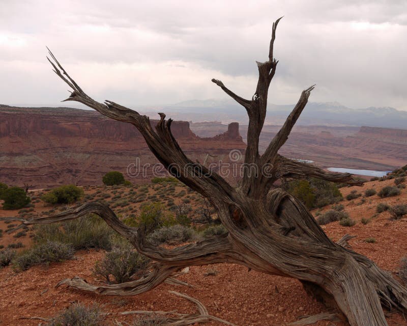 Weathered tree stock image. Image of scenic, view, clouds - 35338945