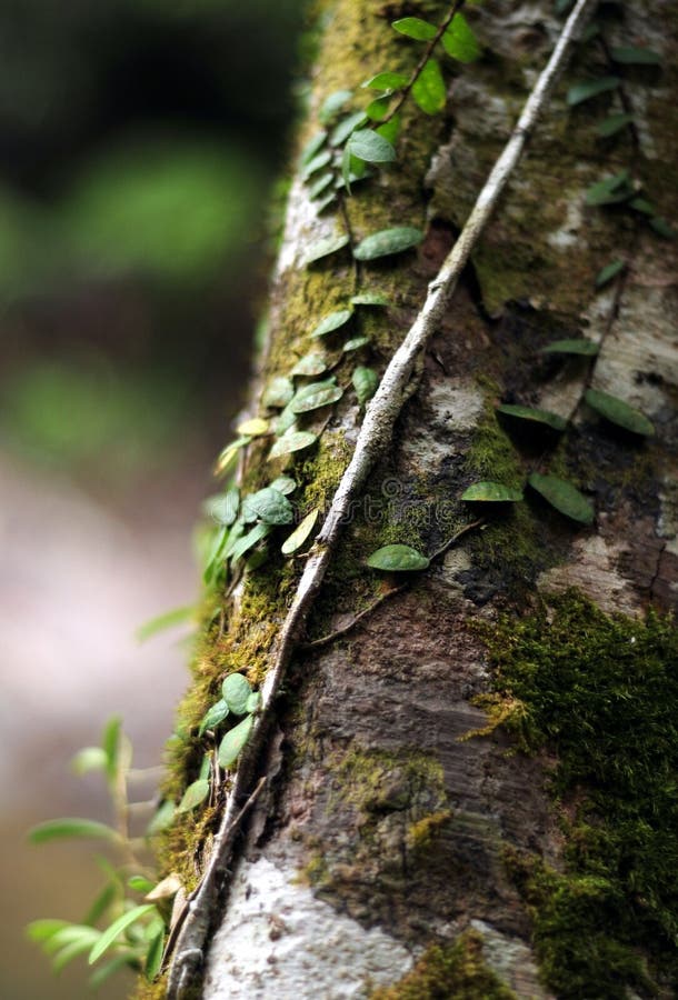 Weathered Tree Standing Covered by Fresh Green Moss Stock Image - Image ... Weathered Tree Standing Covered by Fresh Green Moss Stock Image - Image ...