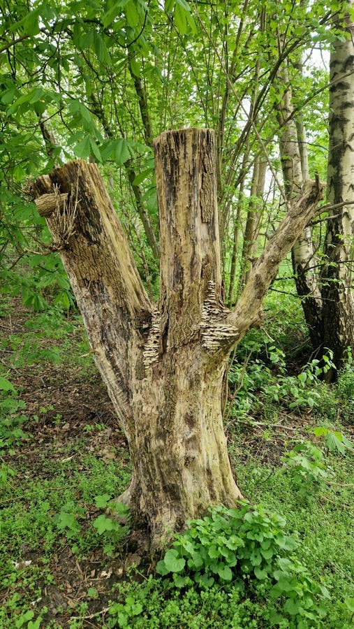 Weathered Tree Stump in Lush Forest Stock Photo - Image of decay ...