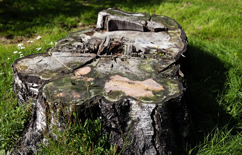 Weathered Tree Stump stock image. Image of patterns - 373000979
