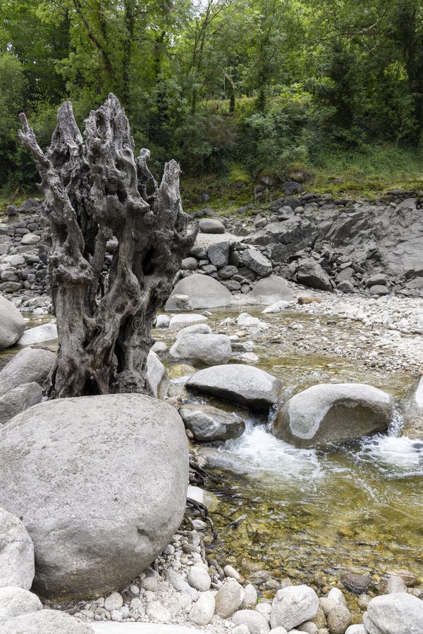 Weathered Tree Stump in Rocky Stream Bed Stock Image - Image of ...