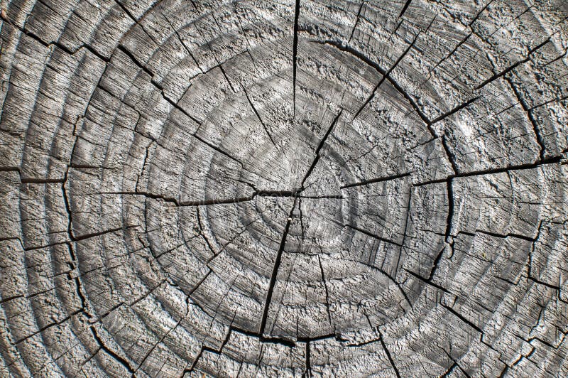 Weathered Tree Trunk Surface Closeup Stock Image - Image of lumber ...