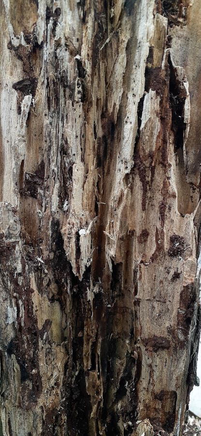 Weathered Tree Trunk Texture and Become a Nest of Insects Stock Image ...