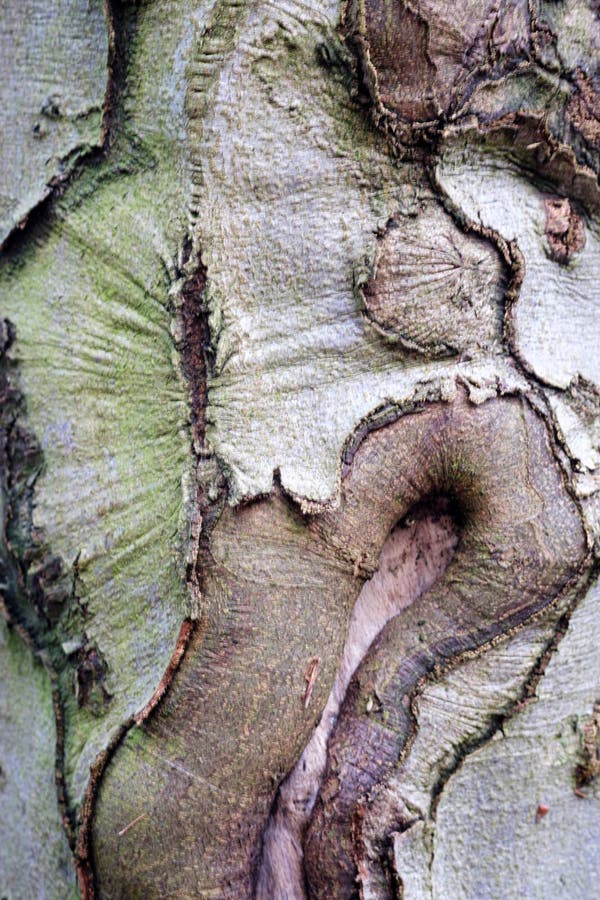 Weathered Tree Trunk Textured Background Stock Photo - Image of ...