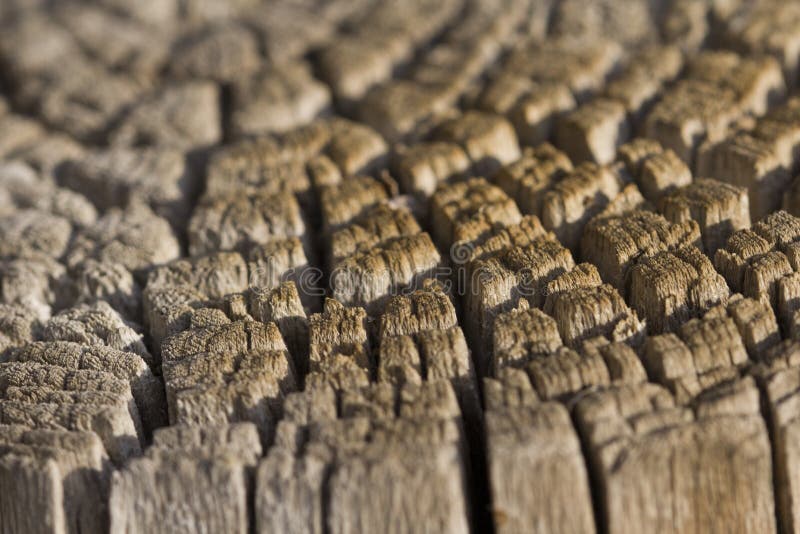 Weathered Tree Trunk Textured Background Stock Image - Image of lines ...