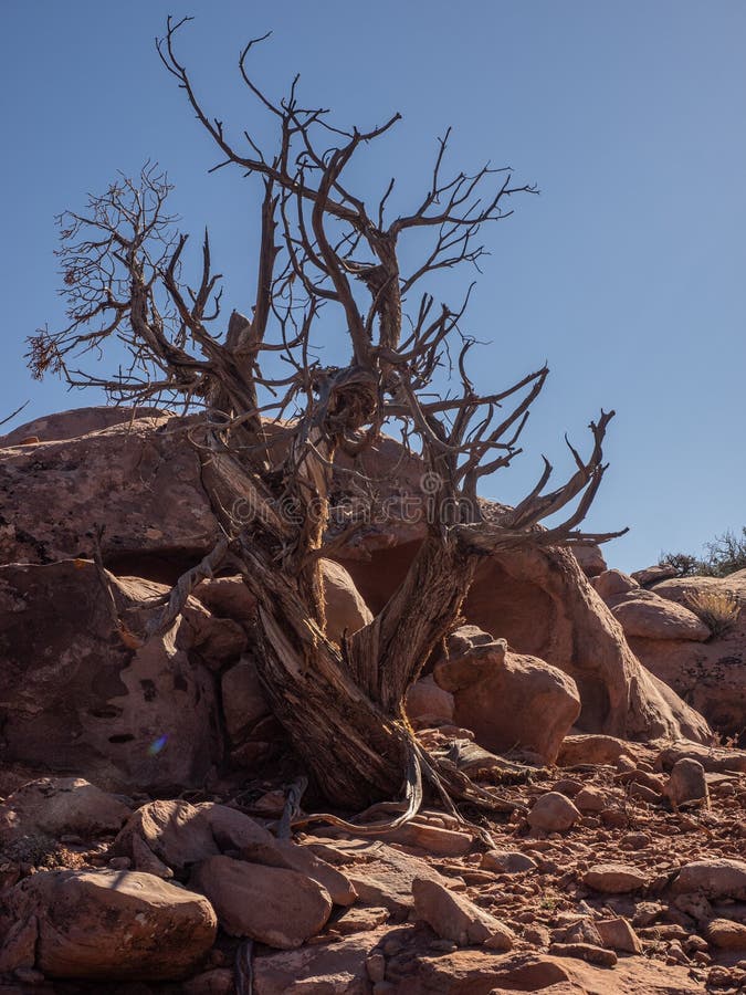 Weathered Tree Trunks in the Desert Stock Photo - Image of area, trunks ...