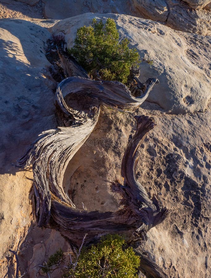 Weathered Tree Trunks in the Desert Stock Image - Image of tree ...