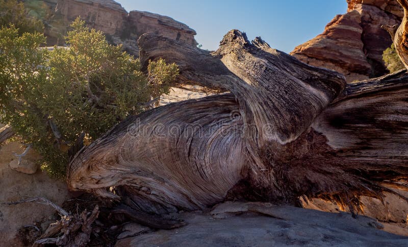 Weathered Tree Trunks in the Desert Stock Photo - Image of side ...