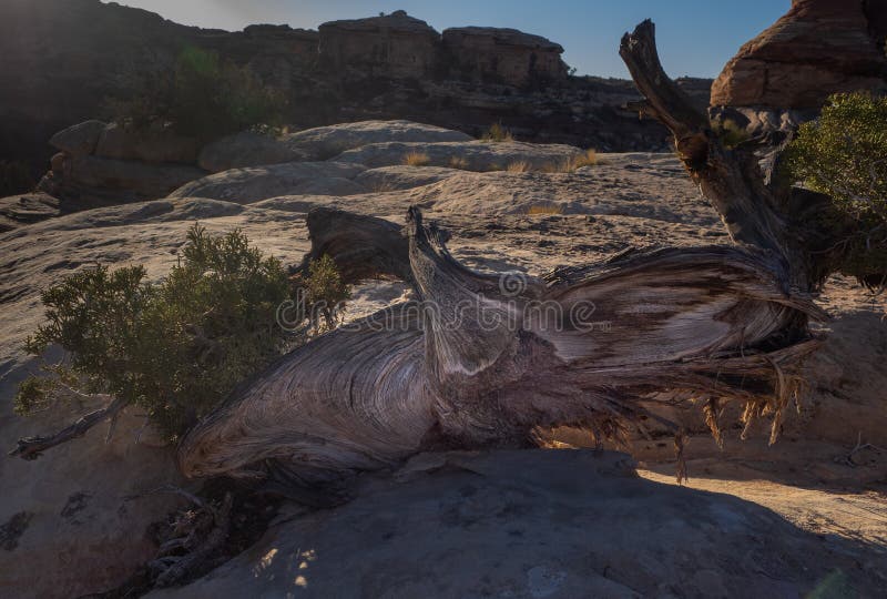 Weathered Tree Trunks in the Desert Stock Photo - Image of tree ...