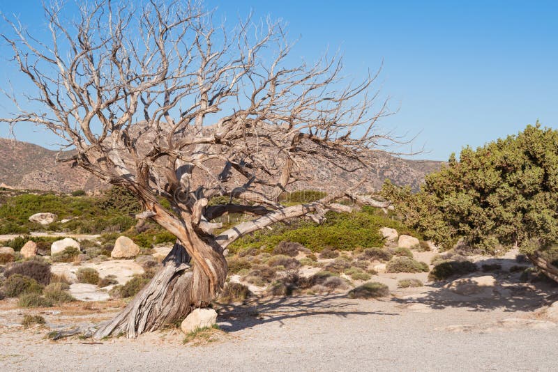Weathered Tree with Twisted Bark and Dry Branches in Wild Greek Terrain ...