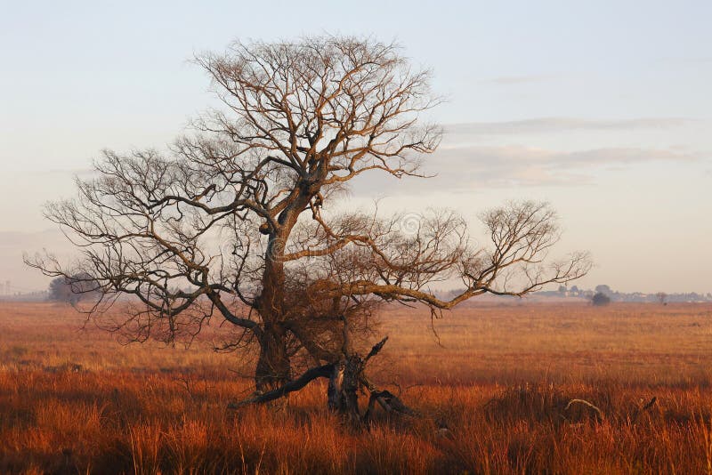 Weathered Tree in the Valley at Soft Sunlight Stock Image - Image of ...