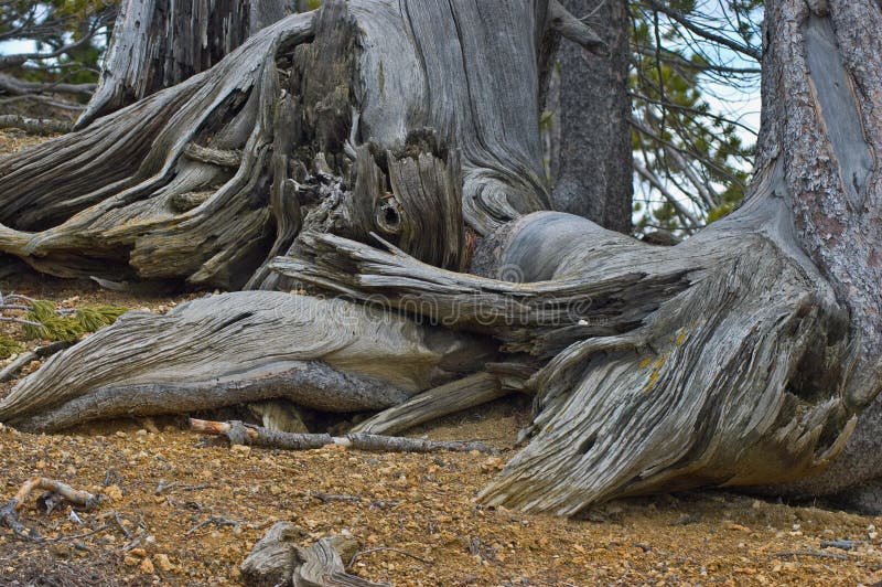 Weathered trees stock photo. Image of grey, roots, nature - 19745148
