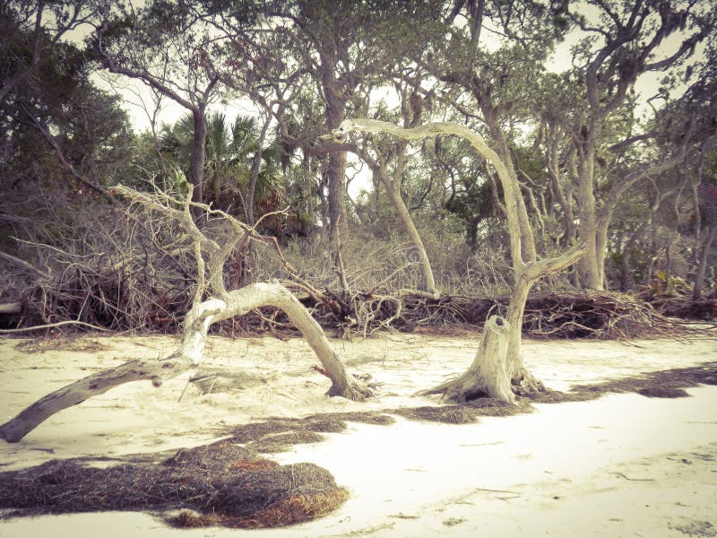 Weathered stock image. Image of trees, florida, weathered - 94181663