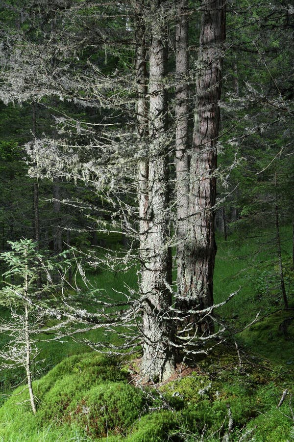 Weathered trees stock image. Image of green, plants, dark - 43045051