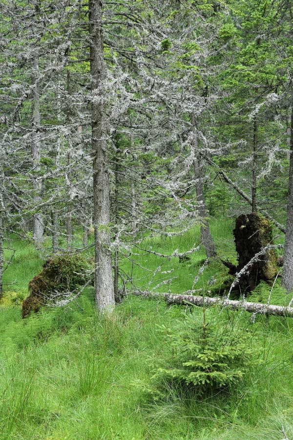 Weathered trees stock image. Image of environment, dark - 43045131