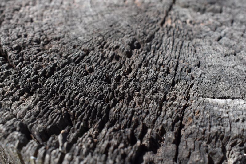 Texture of a Fence Post Cross Section Stock Image - Image of upper ...