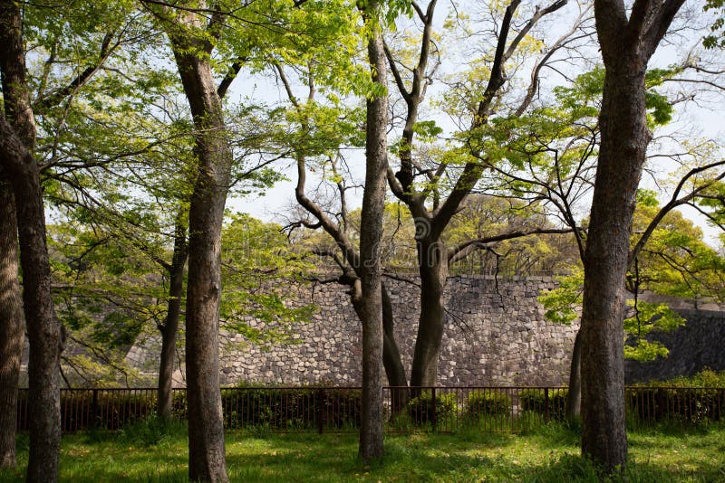 Weathered Wall Behind Tall Trees Stock Photo - Image of rock, natural ...